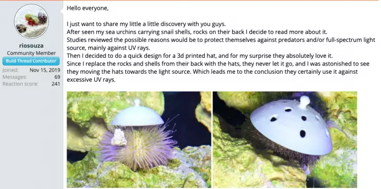 Morski ježevi vole šešire, pa par 3D printa kaubojske šešire za njih