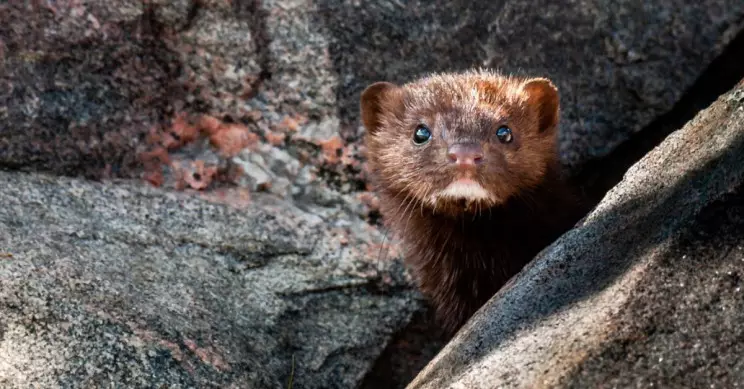 Maraithe Mink Rise from Their Graves, Spark Eagla sa Danmhairg