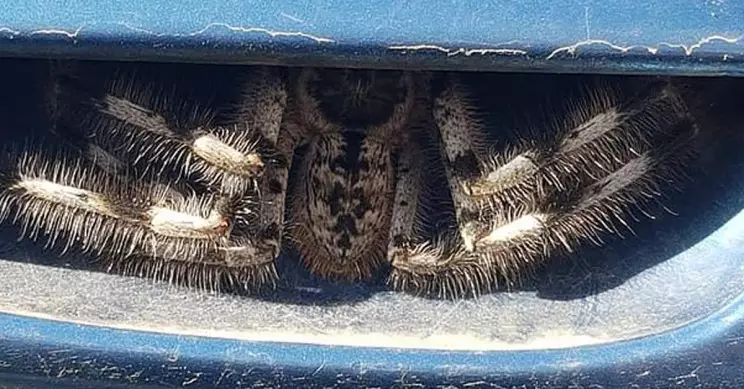 Automobilio durelių rankenoje slypintis didžiulis voras pribloškia internetą