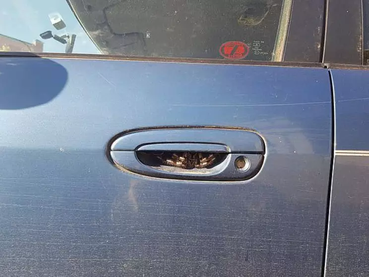 Arabanın Kapı Koluna Gizlenen Dev Örümcek İnterneti Sersemletiyor
