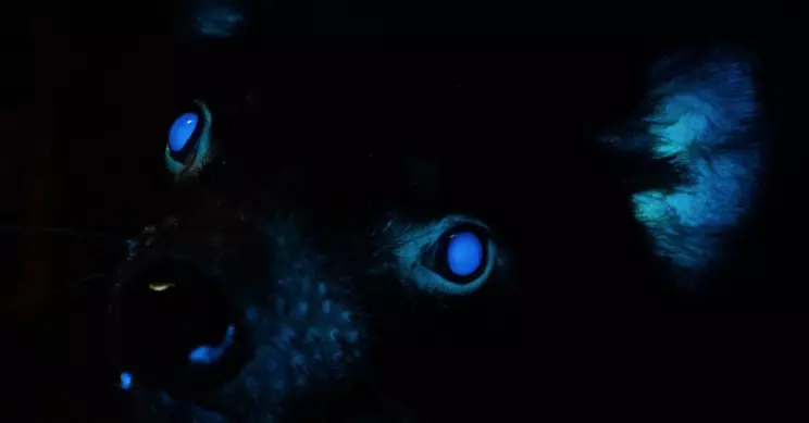 Тасманиските ѓаволи додадени на листата на животни кои светат во темнината
