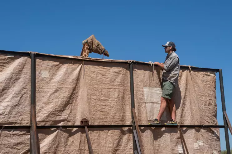 Ua Fau e Nuu e Laveai ai Giraffes Mai Motu Lologa i Kenya