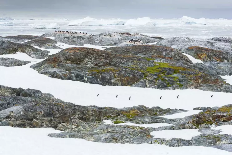 13+ må-se-fotografier fra årets naturfotograf 2020