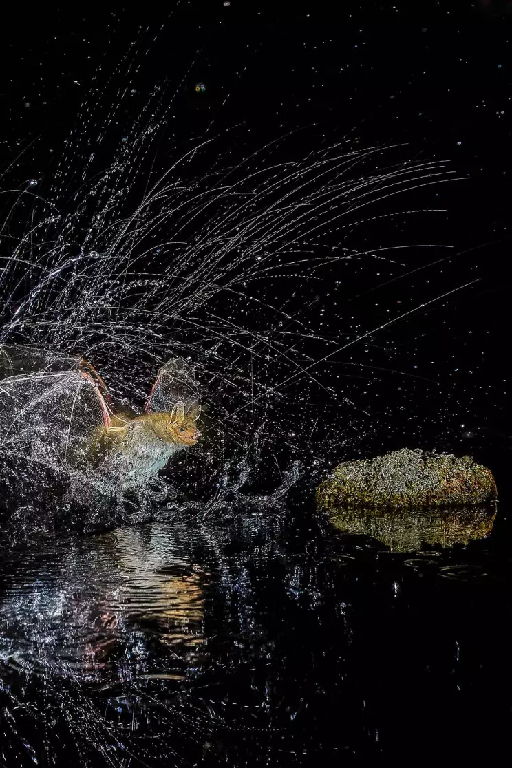 13+ må-se-fotografier fra årets naturfotograf 2020