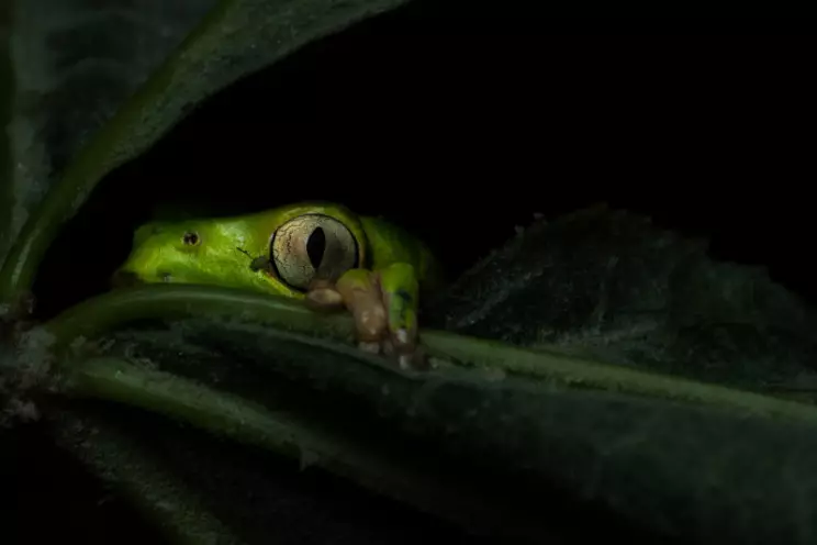 13+ må-se-fotografier fra årets naturfotograf 2020