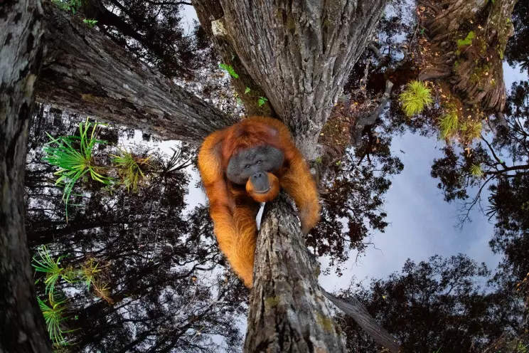 13+ må-se-fotografier fra årets naturfotograf 2020