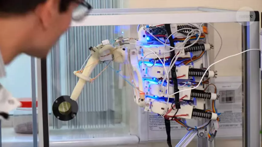 Para peneliti menggunakan robot humanoid untuk menumbuhkan jaringan tendon manusia