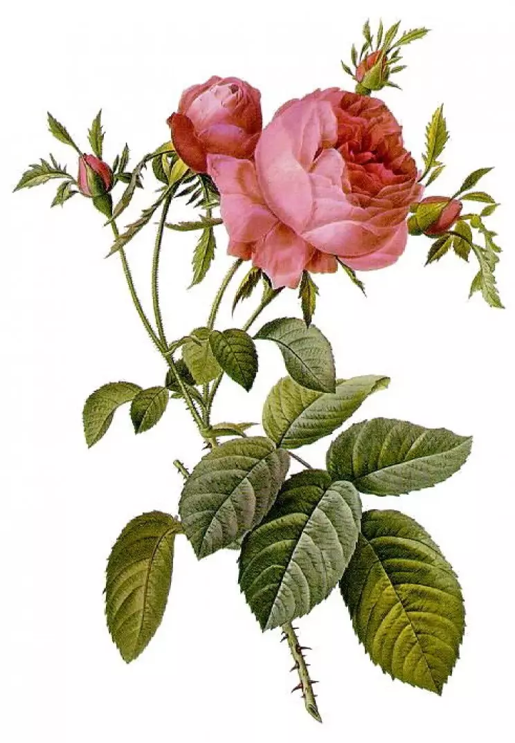 Rosas