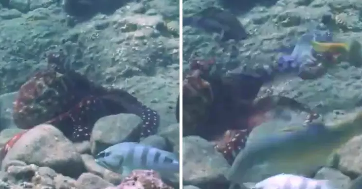 Astoņkāji nozvejoti sita zivi, kas var būt tīra