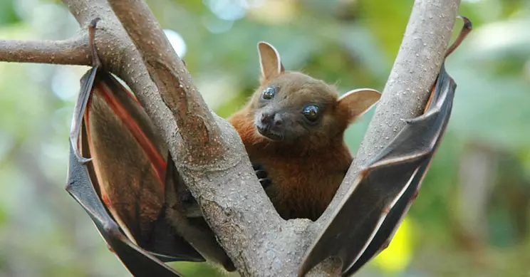 Bat-Borne Issyk-Kul Viris detekte an Ewòp pou premye fwa