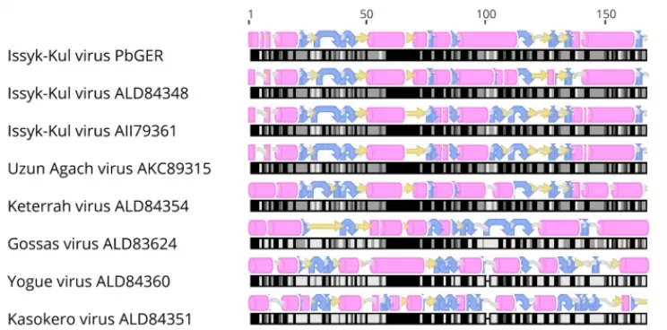 I-Bat-Borne Issyk-Kul Virus Itholwe EYurophu Ngokokuqala ngqa