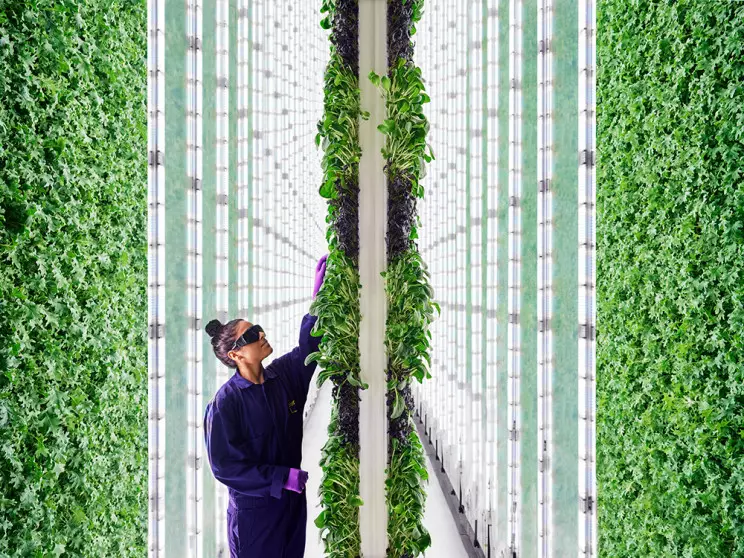 Mga Vertical Farm na Pinapatakbo ng AI at Mga Robot Para Malutas ang Krisis sa Lupa