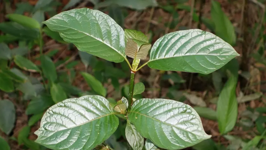 DEA ವ್ಯಸನವನ್ನು ಕಡಿಮೆ ಮಾಡುವ ಡ್ರಗ್ Kratom ಅನ್ನು ನಿಷೇಧಿಸಲು ನೋಡುತ್ತದೆ