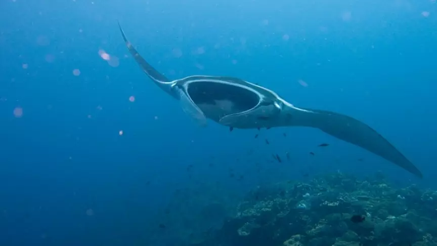 Robhoti iri rine Nyasha dzeGliding Manta Ray