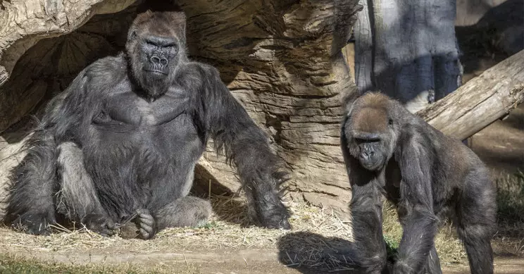 Tástáil Gorillas Dearfach le haghaidh COVID-19 ag Zú California