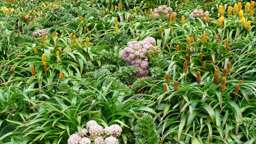 Megaherbs: Giant, Endemic, Mystery Plants yeCampbell Island