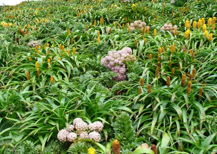 Megaherbs: Risastórar, landlægar leyndardómsplöntur á Campbell Island