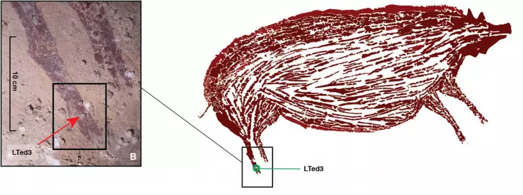 Il-pittura tal-majjal ta’ 45,500 sena tista’ tkun l-eqdem arti tal-annimali fid-dinja