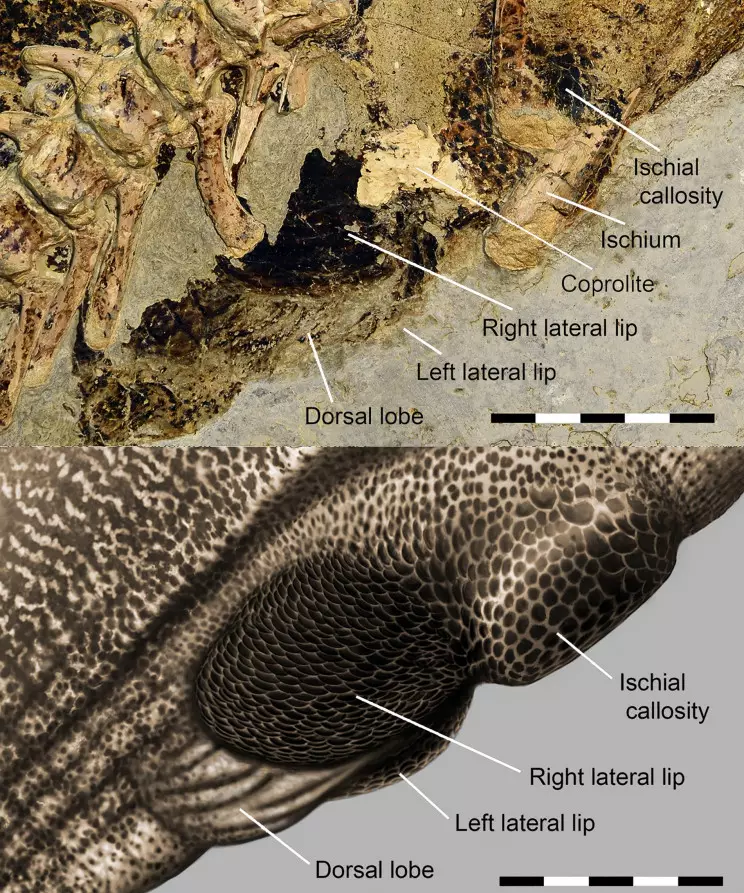 Forskere tar en mektig nærmere titt på en dinosaurs rumpehull for første gang noensinne