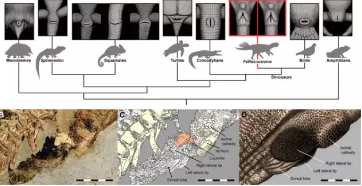 Per la prima volta in assoluto, gli scienziati danno un'occhiata da vicino al buco di un dinosauro