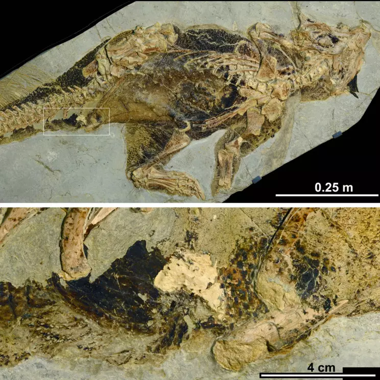 Vedci sa po prvý raz veľmi zblízka pozreli na dieru dinosaura