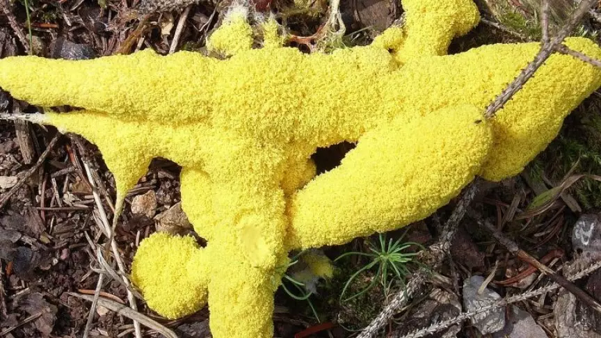 بۇ گىگانت Blob Slime Mold باشقا جانلىقلارغا ئوخشاش ئۆگەنەلەيدۇ