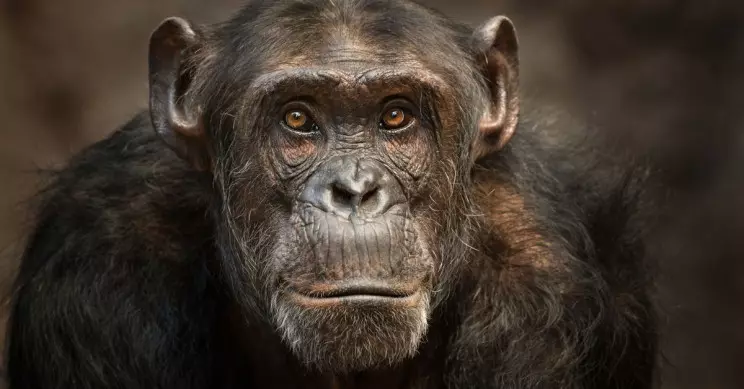 Fa'ama'i fou e feso'ota'i ma chimp oti e mafai ona oso i tagata