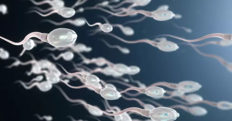 Konkurētspējīgi spermatozoīdi peld ātrāk un indes līdzinieki