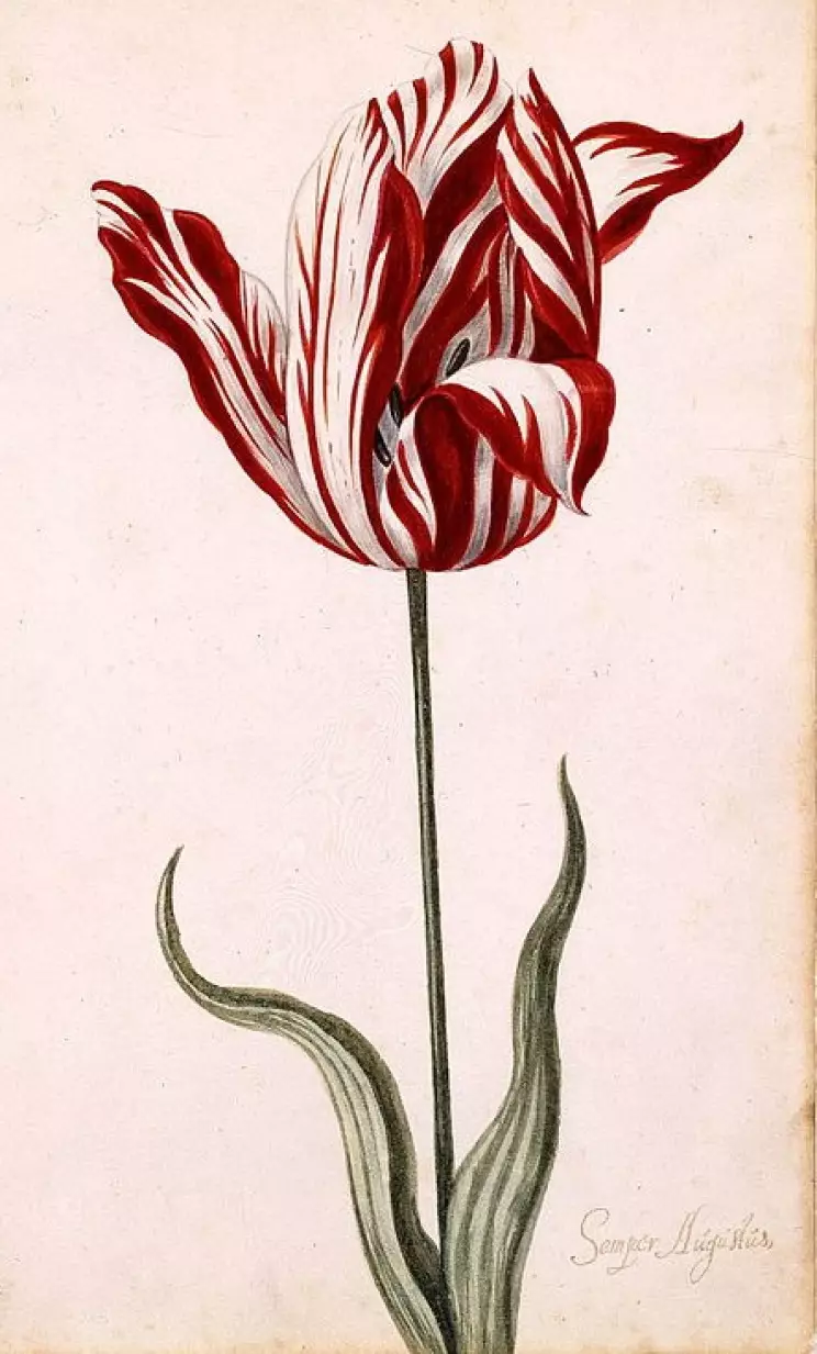 Semper Augustus tulip