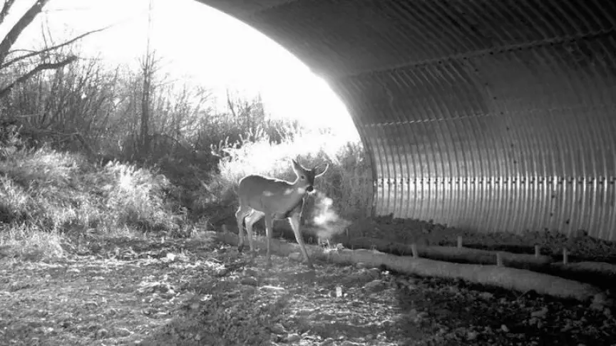 Ang Highway 93 sa Nevada ay Nagtataglay ng Higit sa 40 Wildlife Crossings