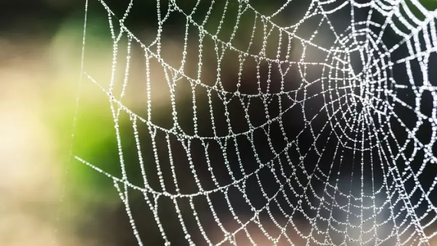 Ang Antibiotic Spider Silk na ito ay Gumagawa ng Mas Magandang Bandage