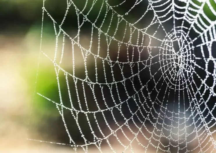 Dit antibioticum Spider Silk maakt een beter verband