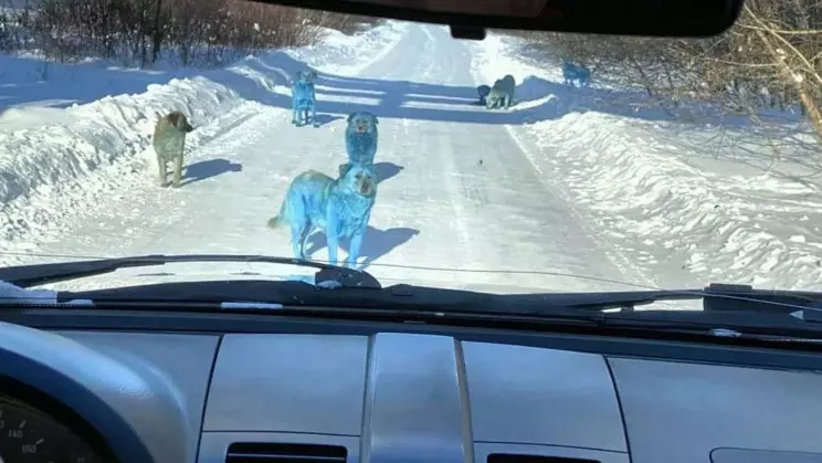 כלבים כחולים שנצפו ברוסיה נצבעו כנראה על ידי תרכובות רעילות
