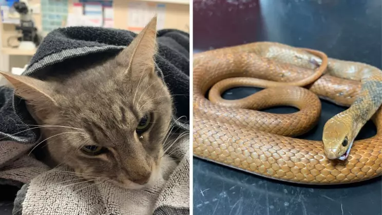 Il gatto muore difendendo la famiglia da uno dei serpenti più velenosi d'Australia