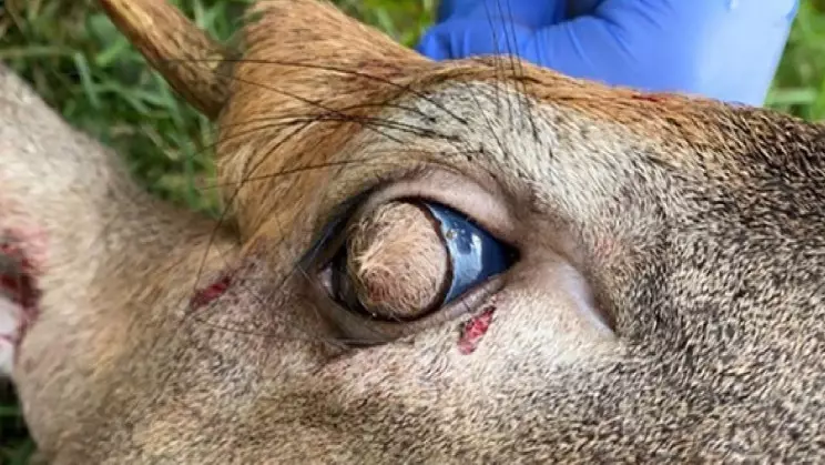 テネシー州で発見された彼の眼球で成長している髪の鹿