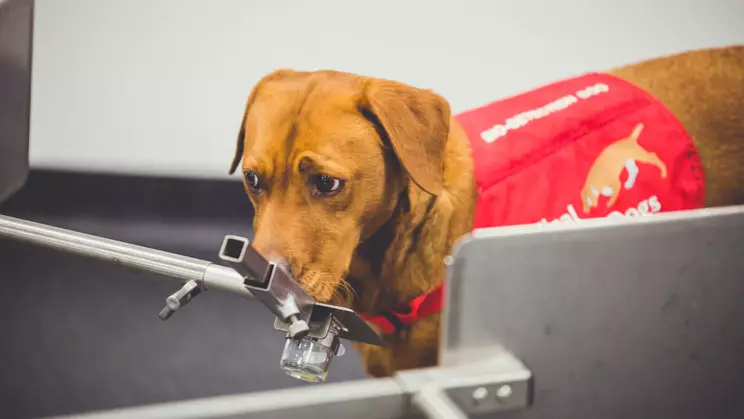 Nowe urządzenie wykrywa choroby, podobnie jak psy do wykrywania medycznego