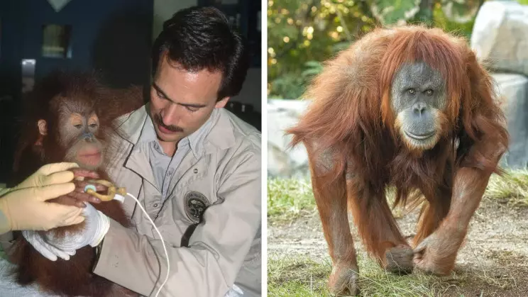 Els grans simis del zoo de San Diego reben la primera vacuna contra la COVID-19