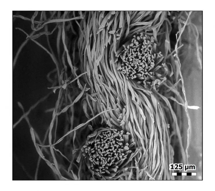 Ansiktsmasker i tyg under ett mikroskop avslöjar spektakulära vyer