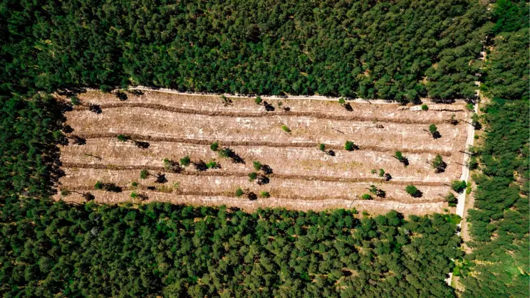 La desforestació i les plantacions d'oli de palma podrien desencadenar la propera pandèmia