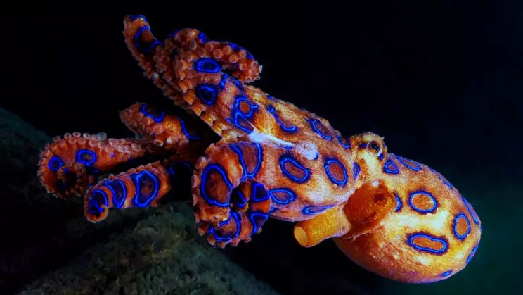 TikTokeril on teadmatult maailma surmavaim kaheksajalg