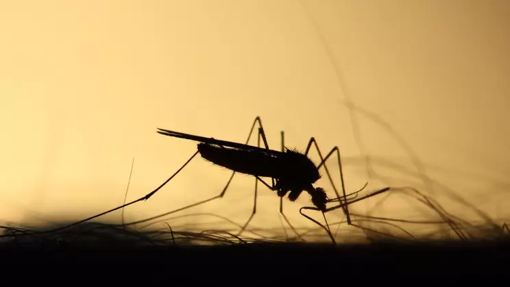 Una società ha appena rilasciato 150.000 zanzare geneticamente modificate negli Stati Uniti