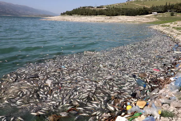 Tonlarla Ölü Balıq Keskin Qoxu ilə Livan Kəndini Udub