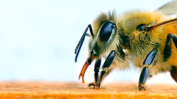 Abelhas em breve poderão ser usadas para detectar pessoas infectadas com COVID-19