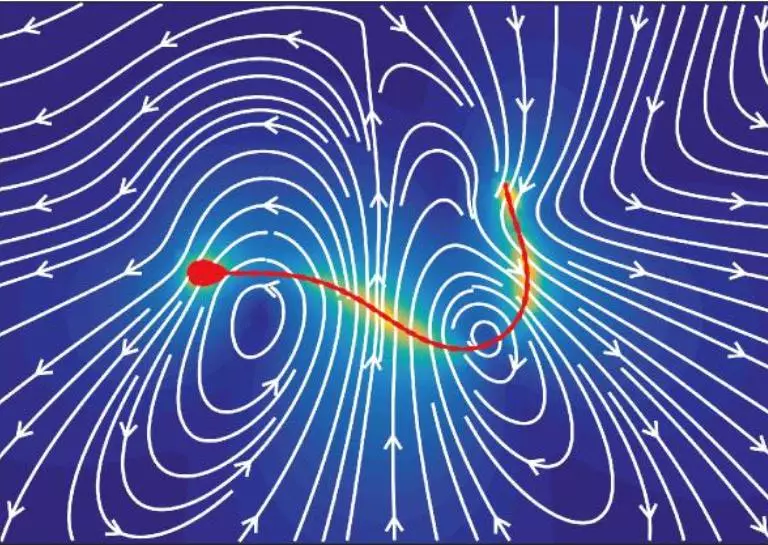 Matematika konačno otkriva tajne kako sperma pliva