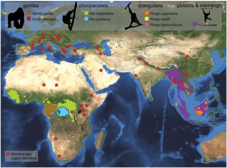 Posizioni di fossili di scimmie del Miocene