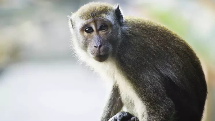 Գիտնականները կապիկների մեջ խոլեստերինը կարգավորել են CRISPR գեների խմբագրման միջոցով