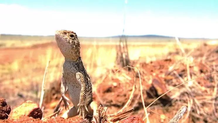 Com estalviem animals mai vists del canvi climàtic?