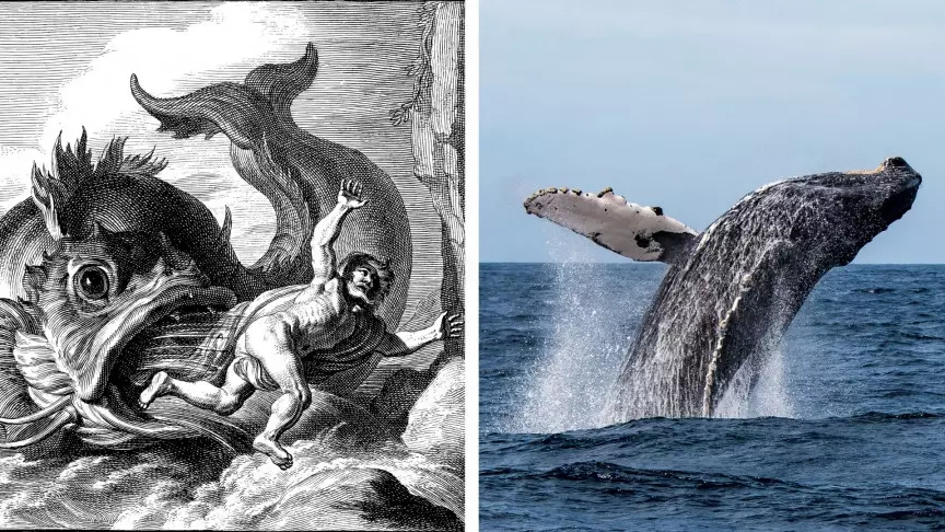 Jonina parabola se ostvarila: Ronilac progutao grbavi kit preživio