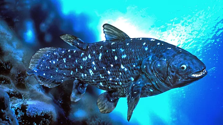 A estranha biologia do peixe que vive por um século