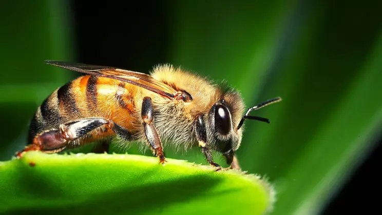 En bi har klonet sig selv millioner af gange i løbet af de sidste 30 år